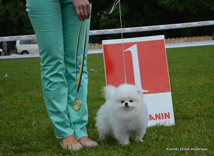 питомник элит империя,главная, питомник собак, Kennel Elite Imperiya ...