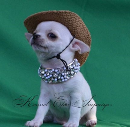 питомник элит империя,главная, питомник собак, Kennel Elite Imperiya ...